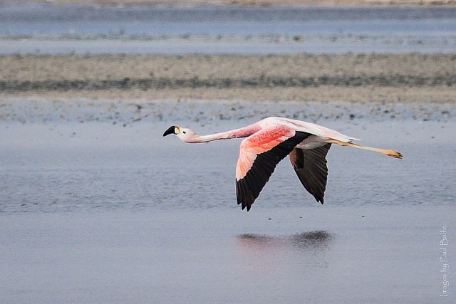 Meet the Rare Andean Flamingo | Birdorable Birds
