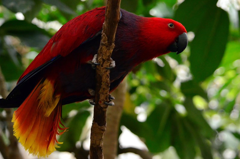 Cute Eclectus Parrot by Birdorable
