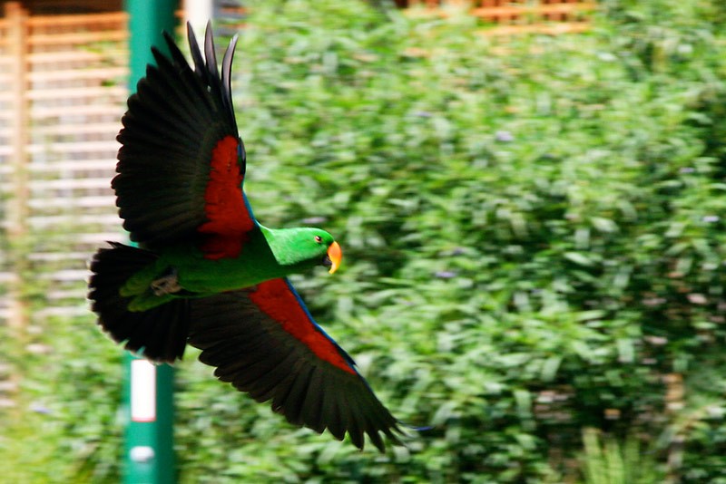 Cute Eclectus Parrot by Birdorable