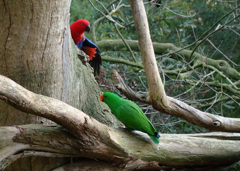 Cute Eclectus Parrot by Birdorable