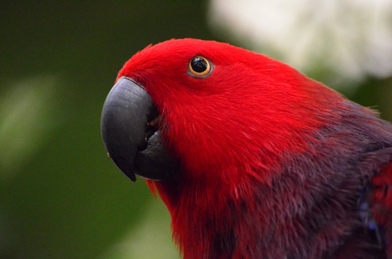 Cute Eclectus Parrot by Birdorable