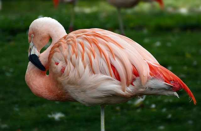 Chilean Flamingo - South America's Pink Beauty | Birdorable Birds