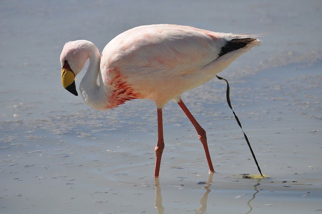 Meet the Cute James's Flamingo / Puna Flamingo by Birdorable
