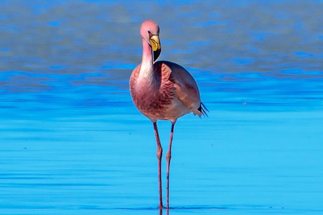 Meet the Cute James's Flamingo / Puna Flamingo by Birdorable