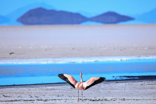 Meet the Cute James's Flamingo / Puna Flamingo by Birdorable