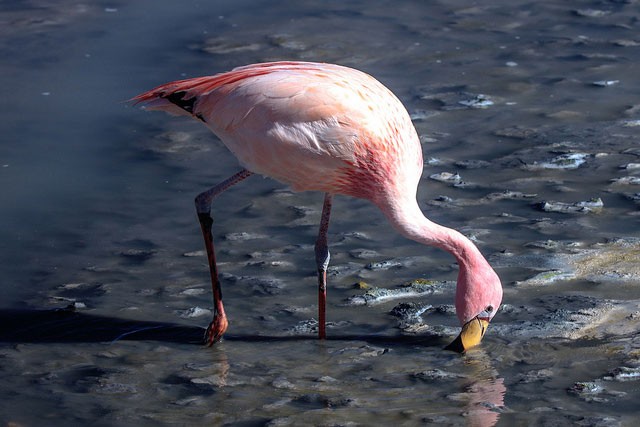 Meet the Cute James's Flamingo / Puna Flamingo by Birdorable