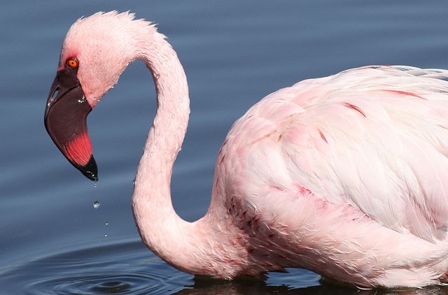Lesser Flamingo - Pink Beauty of Saline Lakes | Birdorable Birds