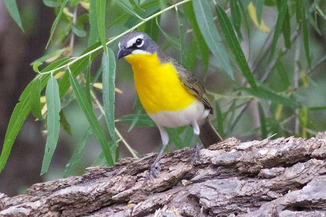 Yellow-breasted Chat