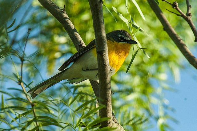 Yellow-breasted Chat