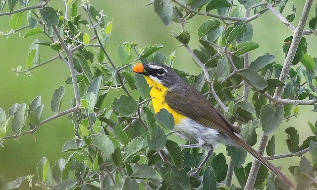 Yellow-breasted Chat