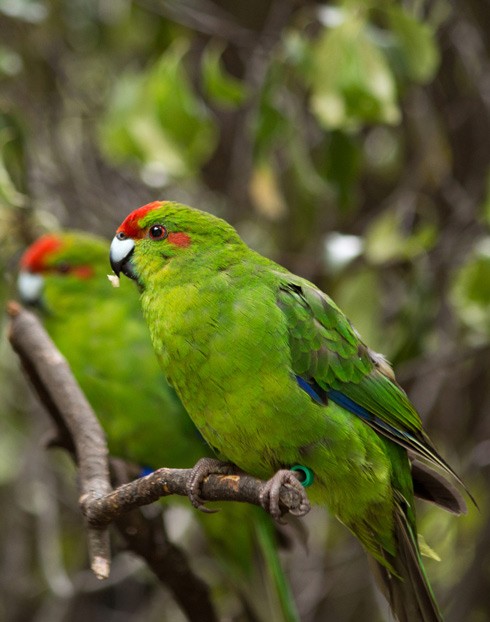 Cute Red-crowned Parakeet