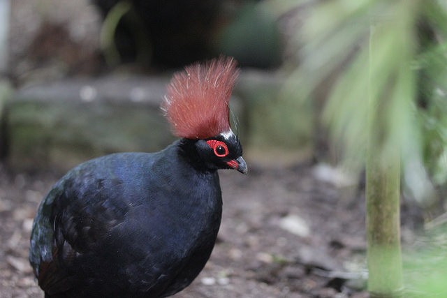 Cute Birdorable Crested Partridge AKA Green Wood Quail