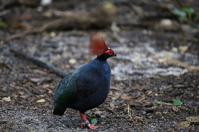 Cute Birdorable Crested Partridge AKA Green Wood Quail