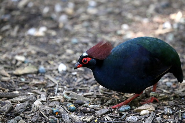 Cute Birdorable Crested Partridge AKA Green Wood Quail