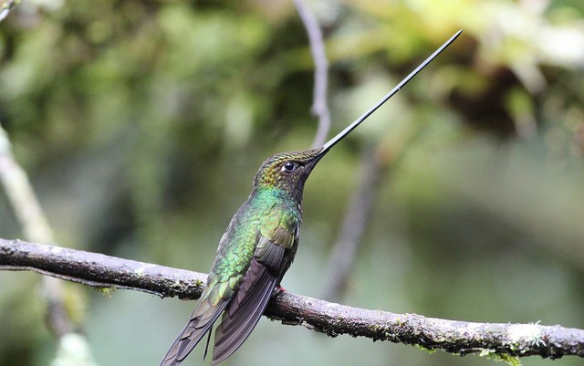 Tiny Bird, Massive Beak: The Sword-billed Hummingbird!
