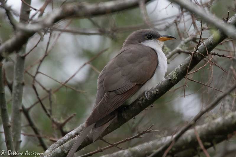 Cute Cartoon Yellow-billed Cuckoo | Meet the Birdorable