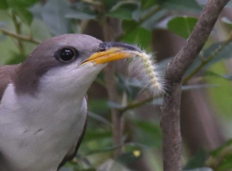 Cute Cartoon Yellow-billed Cuckoo | Meet the Birdorable