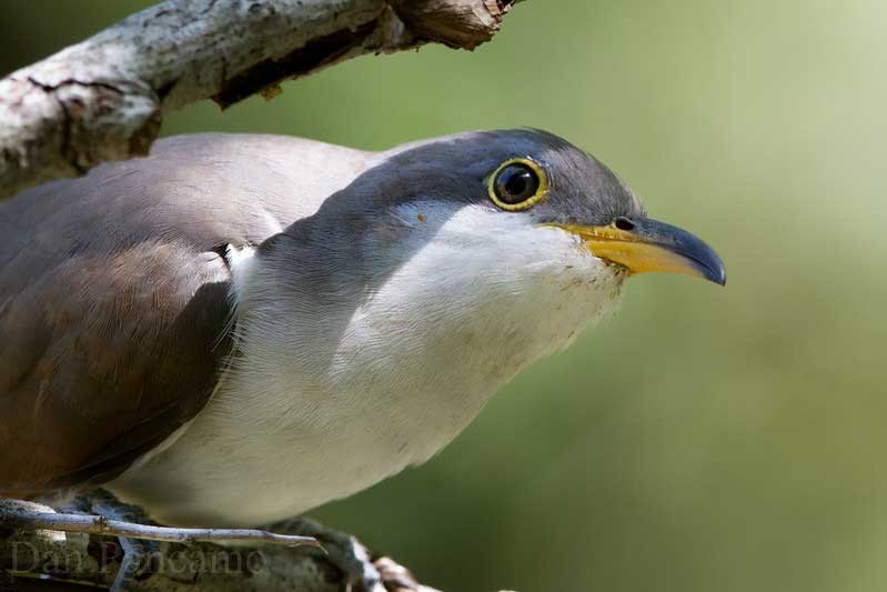 Cute Cartoon Yellow-billed Cuckoo | Meet the Birdorable