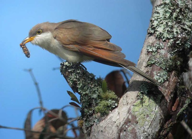 Cute Cartoon Yellow-billed Cuckoo | Meet the Birdorable