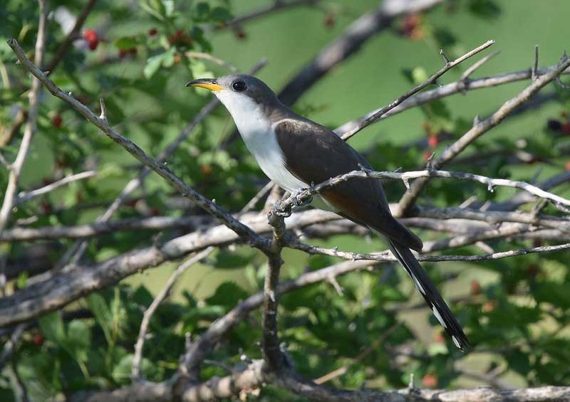 Cute Cartoon Yellow-billed Cuckoo | Meet the Birdorable