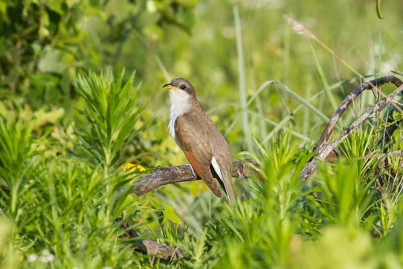 Cute Cartoon Yellow-billed Cuckoo | Meet the Birdorable