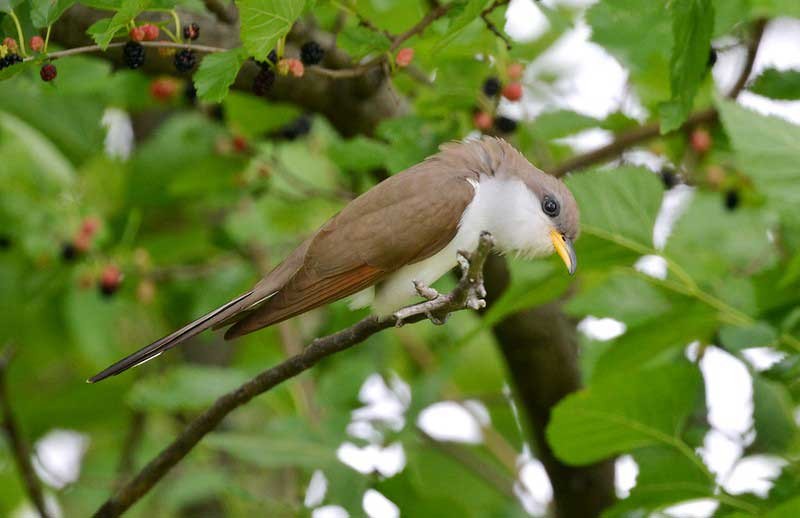 Cute Cartoon Yellow-billed Cuckoo | Meet the Birdorable