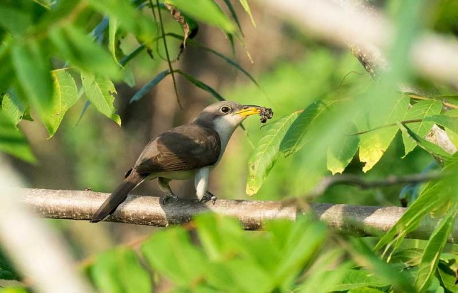 Cute Cartoon Yellow-billed Cuckoo | Meet the Birdorable