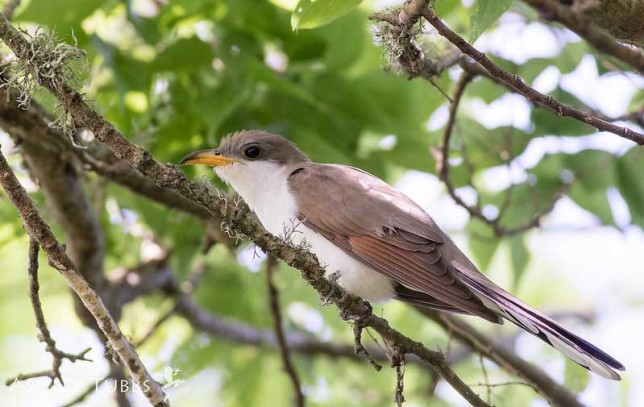 Cute Cartoon Yellow-billed Cuckoo | Meet the Birdorable