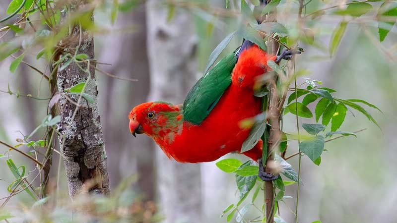 Cute Australian King Parrot