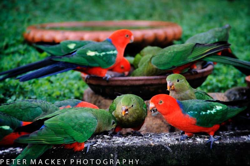 Cute Australian King Parrot