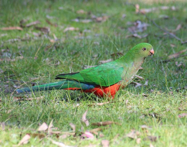 Cute Australian King Parrot
