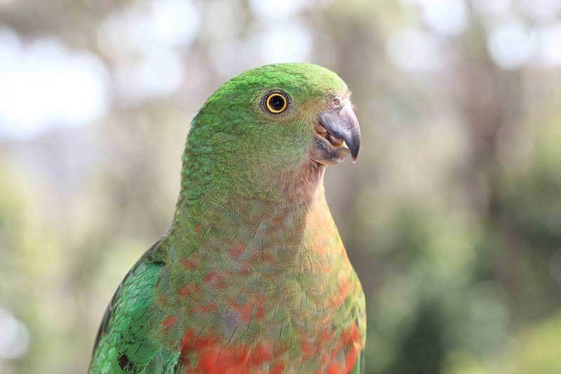 Cute Australian King Parrot