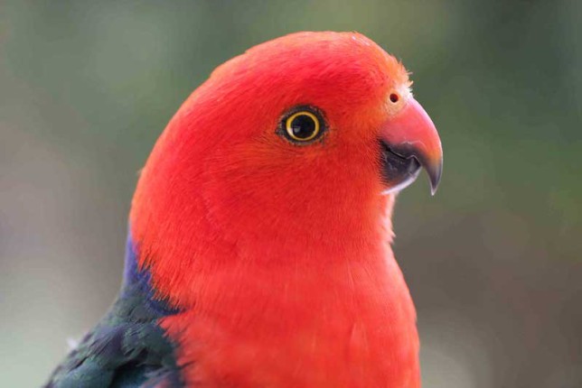 Cute Australian King Parrot