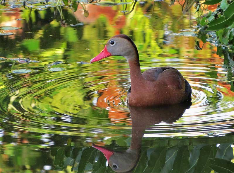 Cute Cartoon Black-bellied Whistling-Duck | Birdorable