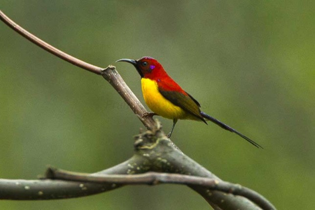 Cute Cartoon Mrs. Gould's Sunbird | Birdorable Birds
