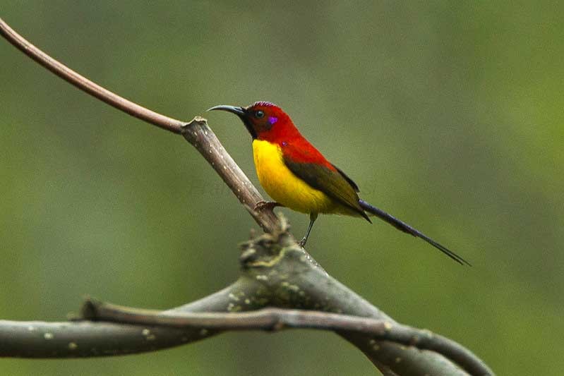 Cute Cartoon Mrs. Gould's Sunbird | Birdorable Birds