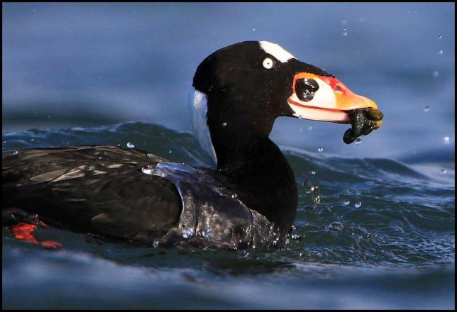 Read About the Surf Scoter