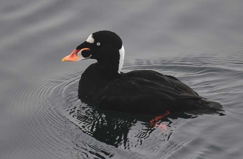 Read About the Surf Scoter