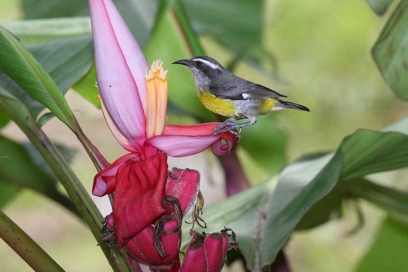 Bananaquit | Cute Cartoon Bird | Meet the Birdorable