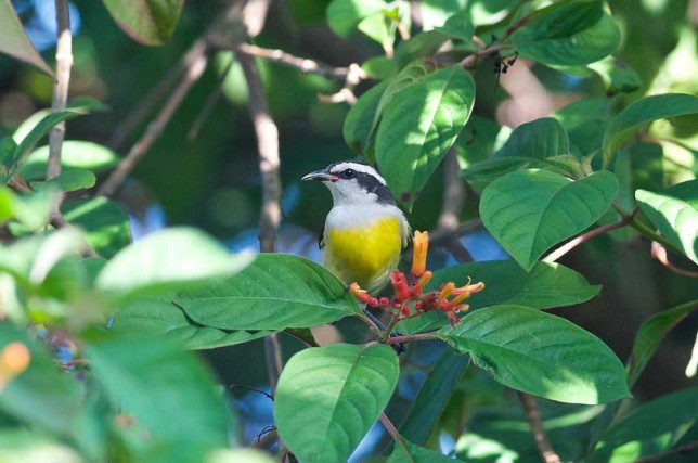 Bananaquit | Cute Cartoon Bird | Meet the Birdorable