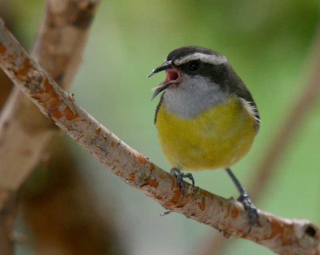Bananaquit | Cute Cartoon Bird | Meet the Birdorable