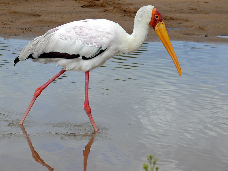 Cute Cartoon Yellow-billed Stork