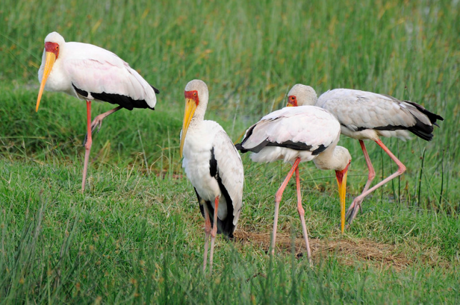 Cute Cartoon Yellow-billed Stork