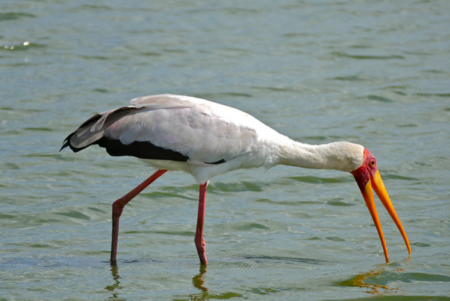 Cute Cartoon Yellow-billed Stork