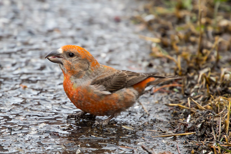The Cute Birdorable Red Crossbill