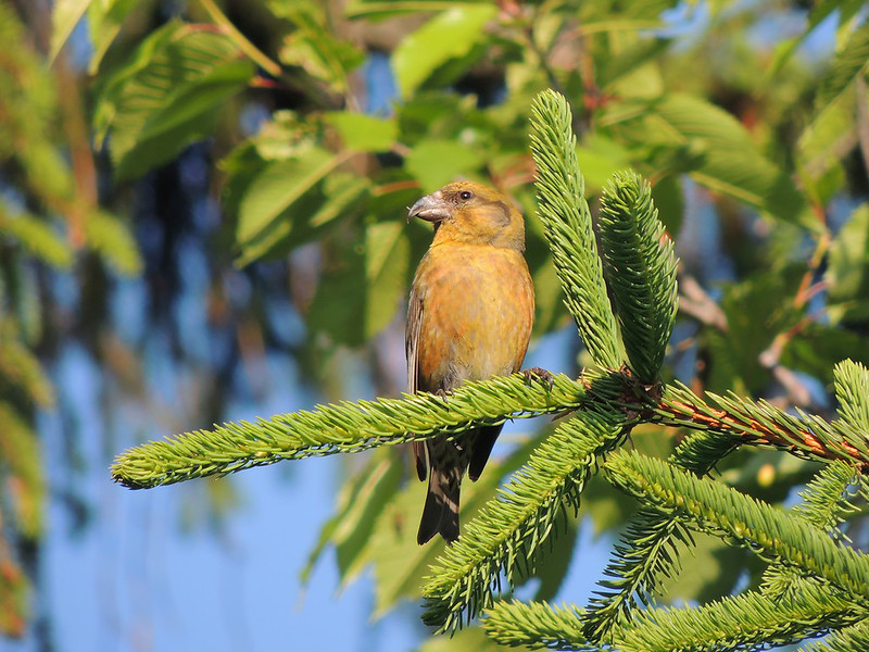 The Cute Birdorable Red Crossbill