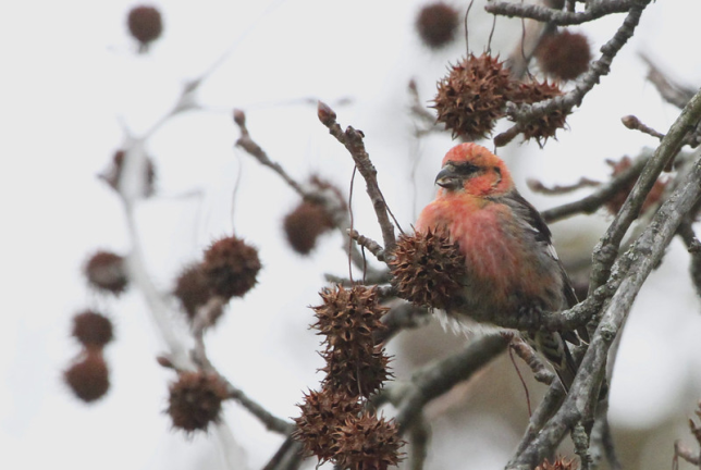 Birdorable White-winged Crossbill