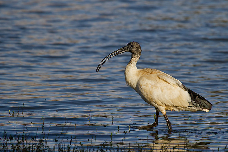 See the Birdorable Australian Ibis