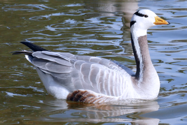 Birdorable Bar-headed Goose