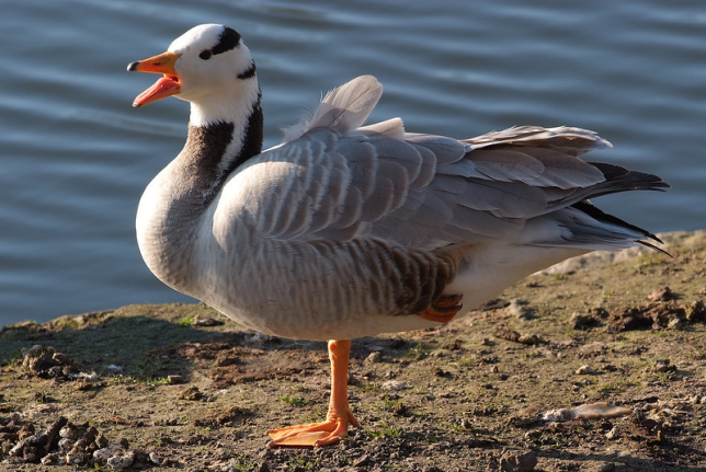 Birdorable Bar-headed Goose